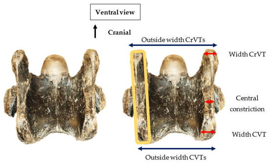 Morphology of the Ventral Process of the Sixth Cervical Vertebra in ...