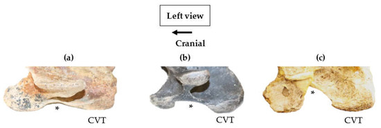 Morphology of the Ventral Process of the Sixth Cervical Vertebra in ...
