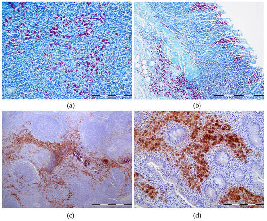 Morphological Assessment of Concomitant Lesions Detected in Goat Herds ...