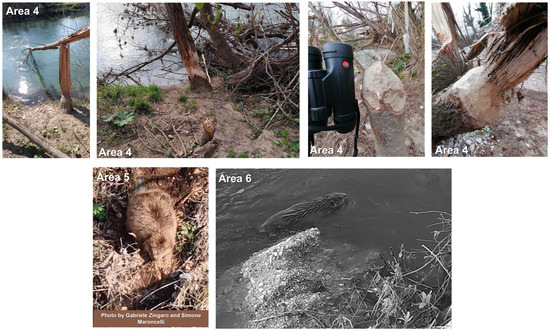 “Oops…a Beaver Again!” Eurasian Beaver Castor fiber Recorded by Citizen ...