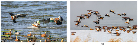 An Efficient Method for Monitoring Birds Based on Object Detection and ...
