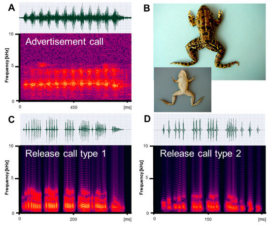 Animals | Free Full-Text | Diversity of Water Frogs Pelophylax spp. in ...