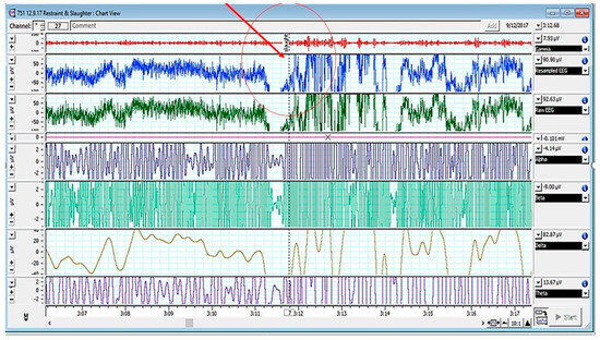 Importance of Knife Sharpness during Slaughter: Shariah and Kosher ...