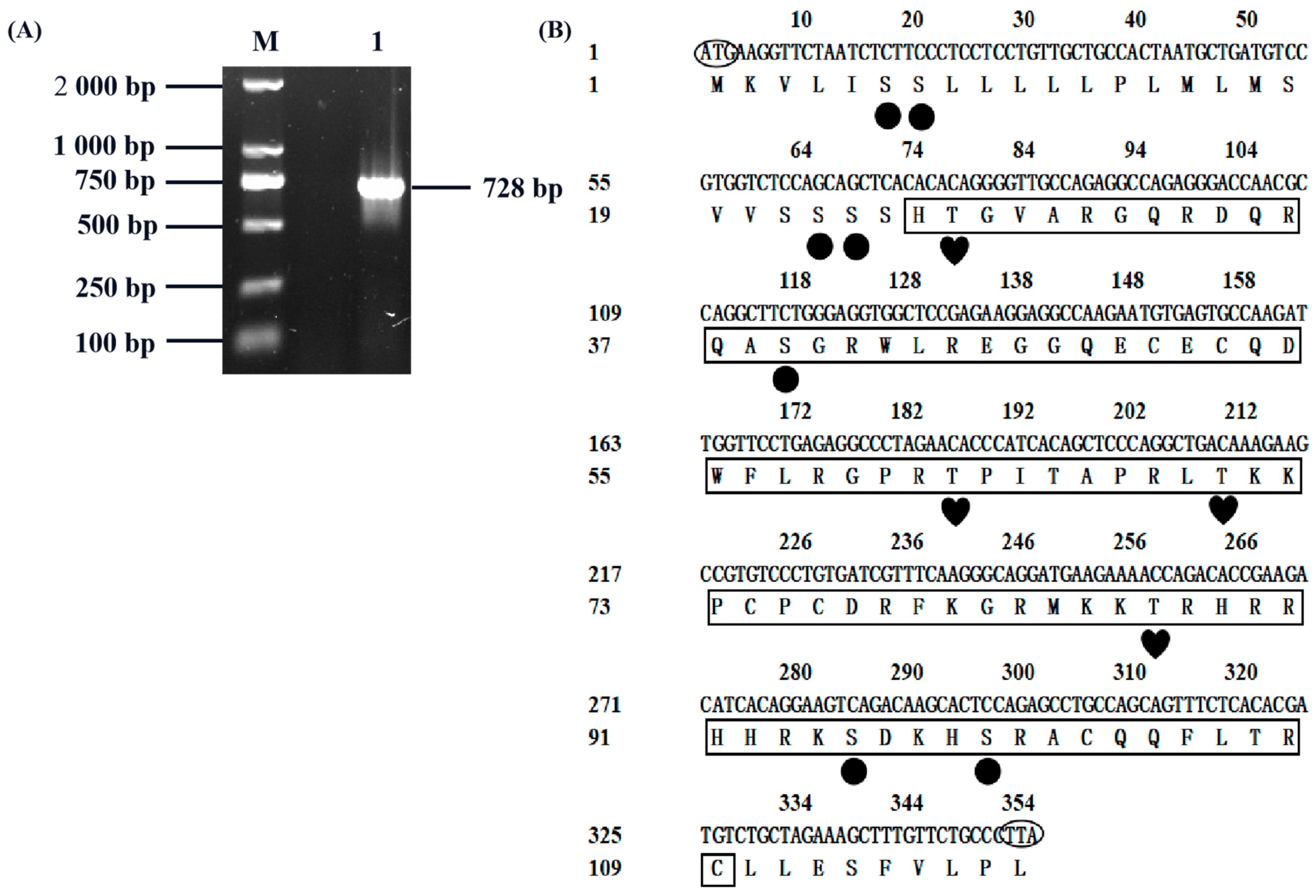 Effect of CXCL17 on Subcutaneous Preadipocytes Proliferation in Goats