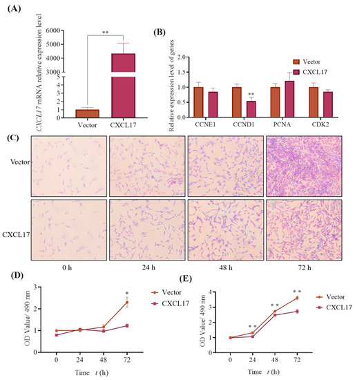 Effect of CXCL17 on Subcutaneous Preadipocytes Proliferation in Goats