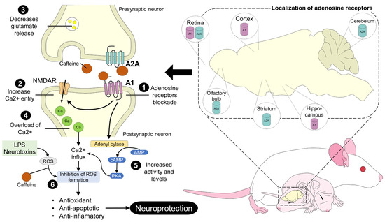 Cardiorespiratory and Neuroprotective Effects of Caffeine in Neonate ...