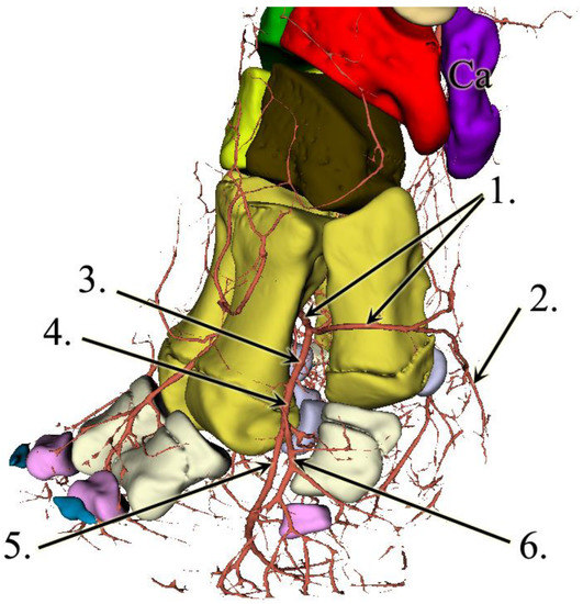 3D Reconstruction of the Blood Supply in an Elephant’s Forefoot Using ...