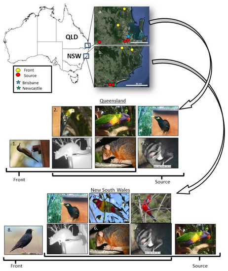 Alien vs. Predator: Impacts of Invasive Species and Native Predators on ...