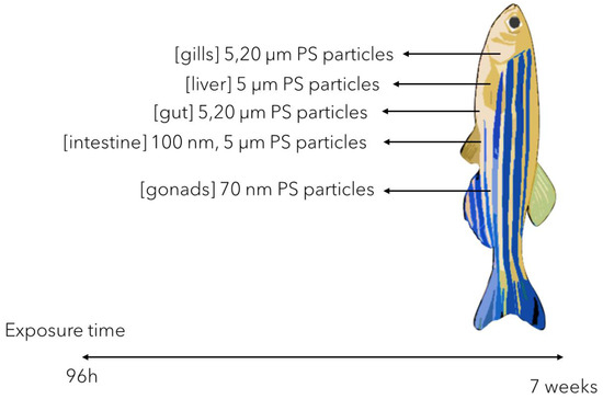 Current Aspects on the Plastic Nano- and Microparticles Toxicity in ...