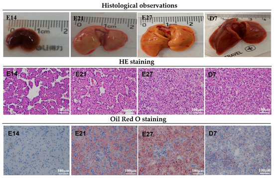 Developmental Changes of Duckling Liver and Isolation of Primary ...