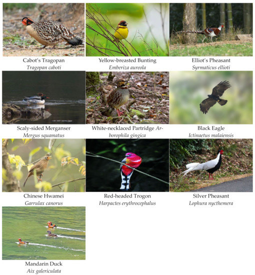Selection of Flagship Species and Their Use as Umbrellas in Bird ...