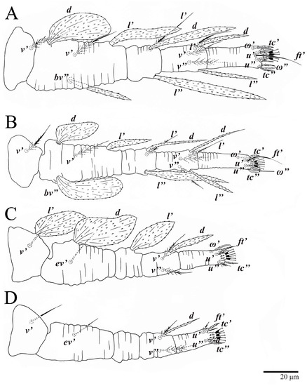 A New Species of Ultratenuipalpus (Acari: Tenuipalpidae) from Brazil ...