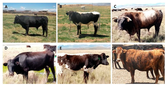 Phenotypic Characterization of Creole Cattle in the Andean Highlands ...