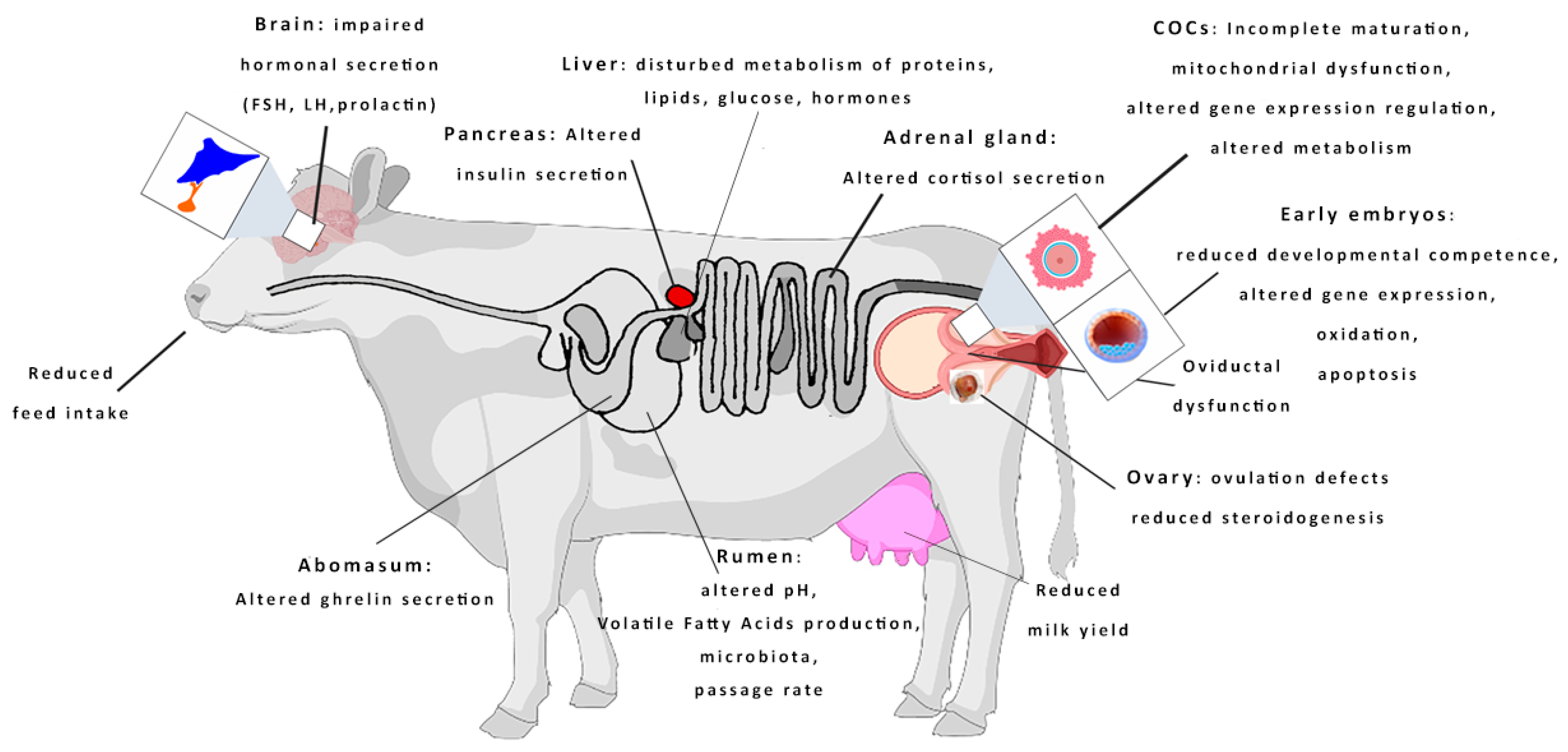 Cow Breeding Action