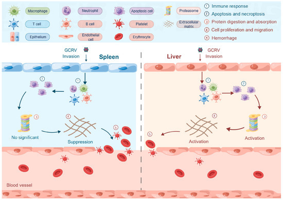 Transcriptomics in Rare Minnow (Gobiocypris rarus) towards Attenuated ...