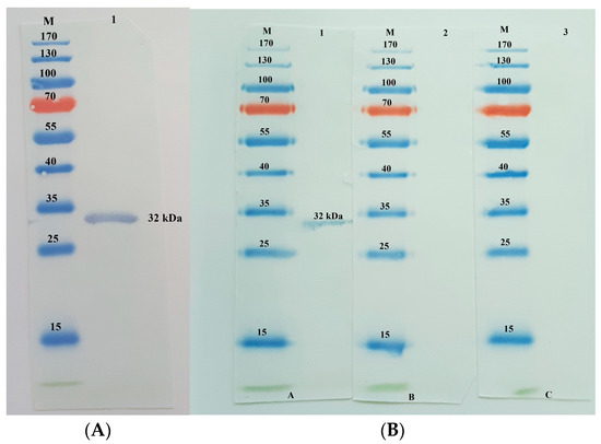 Recombinant Dense Granule Protein (NcGRA4) Is a Novel Serological ...
