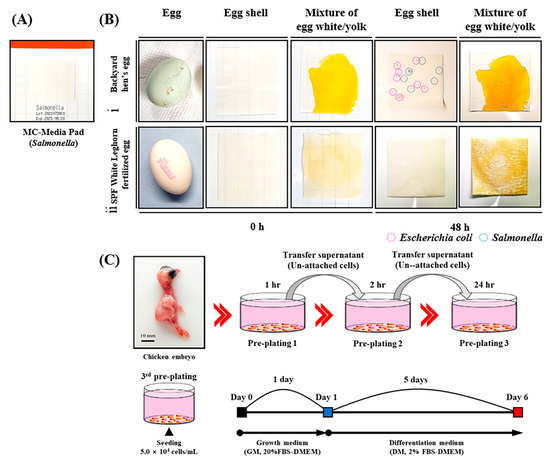 Potential Application of Muscle Precursor Cells from Male Specific ...