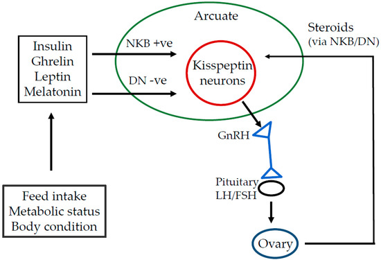Application of Exogenous GnRH in Food Animal Production