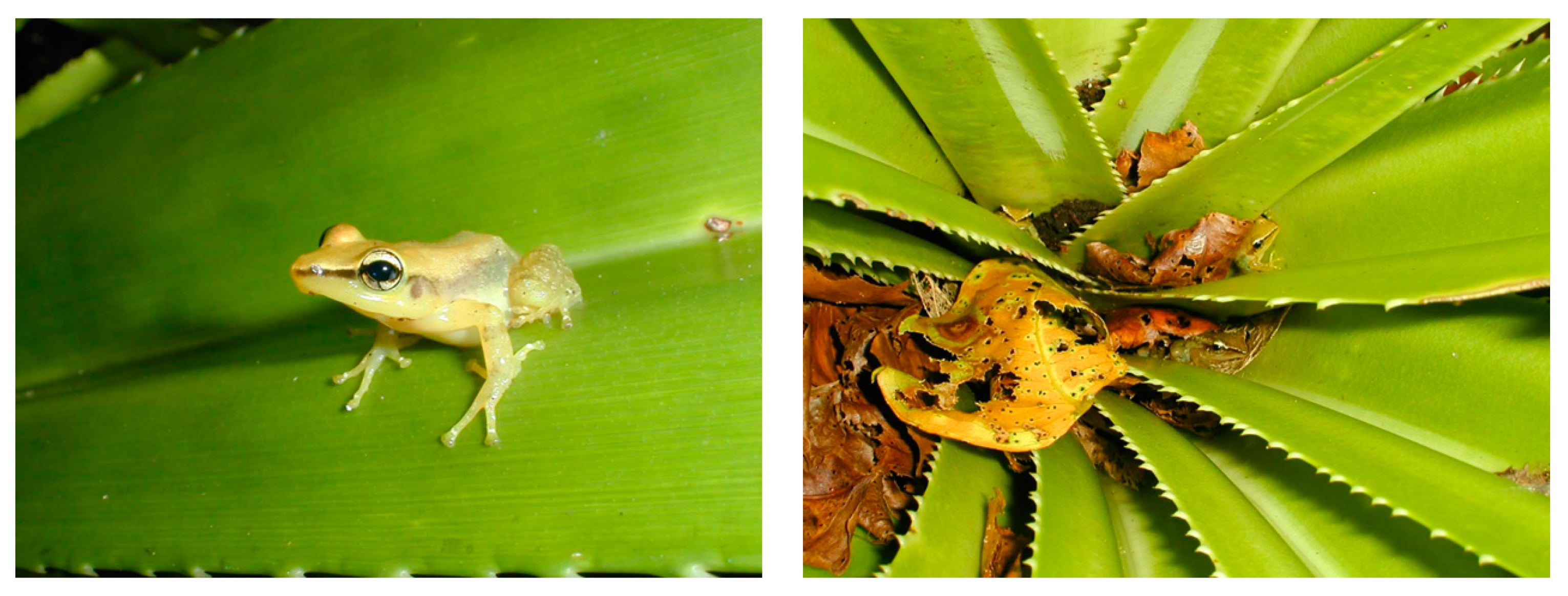 Empirical Evidence for the Rescue Effect from a Natural Microcosm