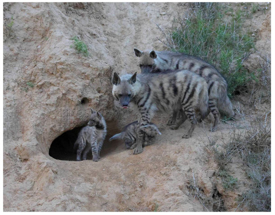 Alloparenting by Helpers in Striped Hyena (Hyaena hyaena)