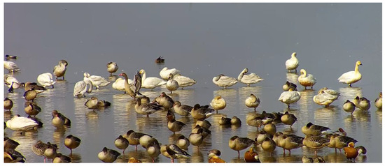 Optimized Small Waterbird Detection Method Using Surveillance Videos ...
