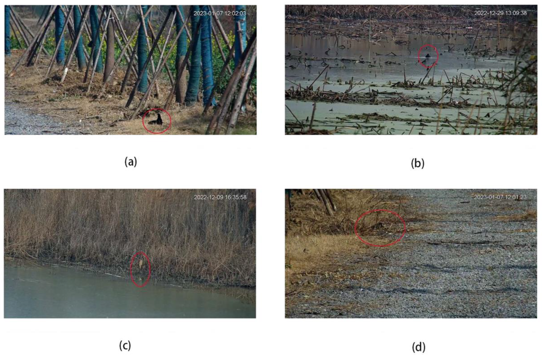 Animals | Free Full-Text | Optimized Small Waterbird Detection Method ...