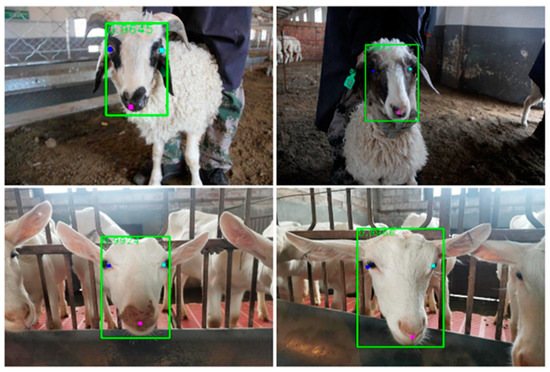 SheepFaceNet: A Speed–Accuracy Balanced Model for Sheep Face Recognition