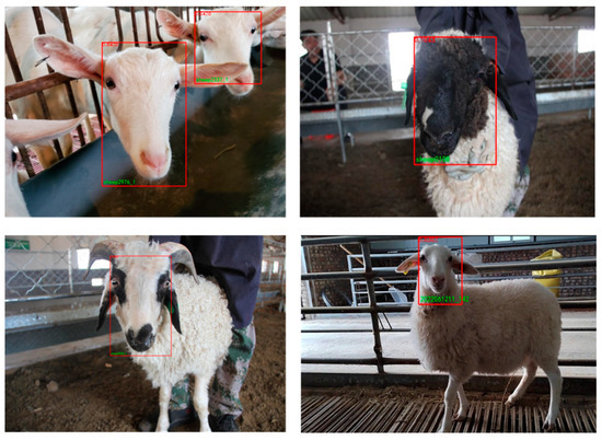 SheepFaceNet: A Speed–Accuracy Balanced Model for Sheep Face Recognition