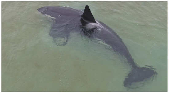 The Self-Stranding Behavior of a Killer Whale (Orcinus orca) in Inner ...