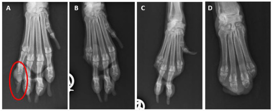 What Is Considered A Small Squamous Cell Carcinoma Dog Toe - Infoupdate.org
