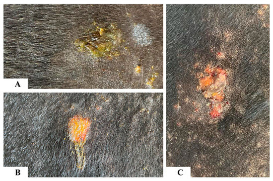 The Development of Cutaneous Lesions in Tropically Adapted Beef Cattle ...