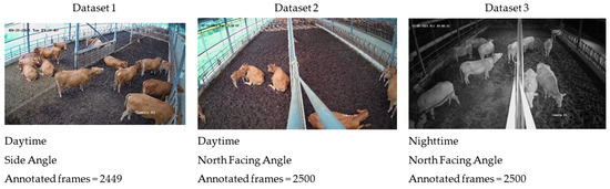 Animals | Free Full-Text | Multiview Monitoring of Individual Cattle ...