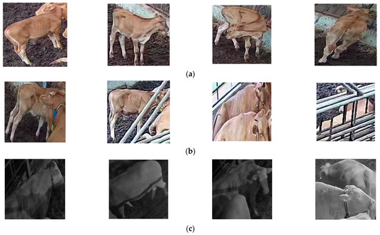 Animals | Free Full-Text | Multiview Monitoring of Individual Cattle Behavior Based on Action ...