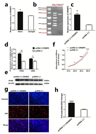 CRABP2 Promotes the Proliferation of Dermal Papilla Cells via the Wnt/β ...