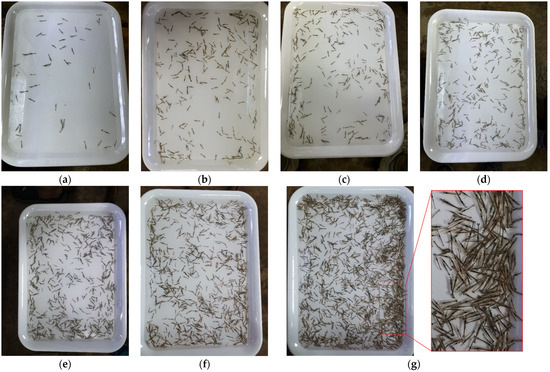 Automatic Penaeus Monodon Larvae Counting via Equal Keypoint Regression ...