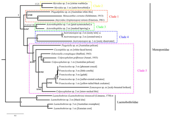 Mitochondrial Genome Fragmentation Occurred Multiple Times ...