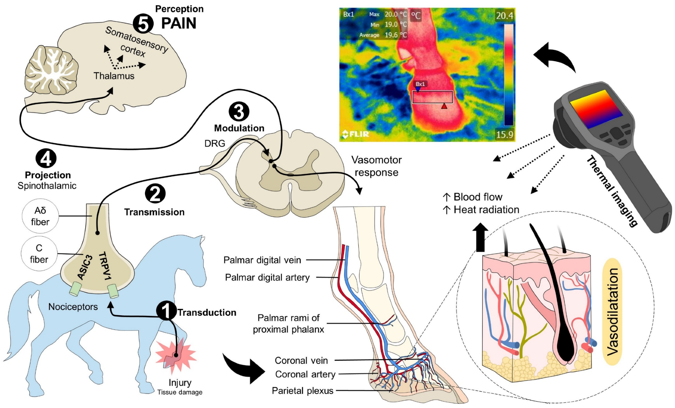 Assessment of Pain and Inflammation in Domestic Animals Using Infrared ...