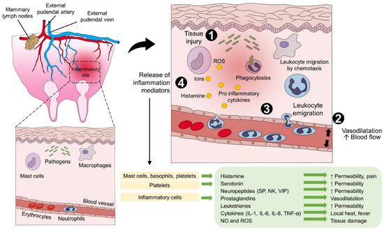 Assessment of Pain and Inflammation in Domestic Animals Using Infrared ...