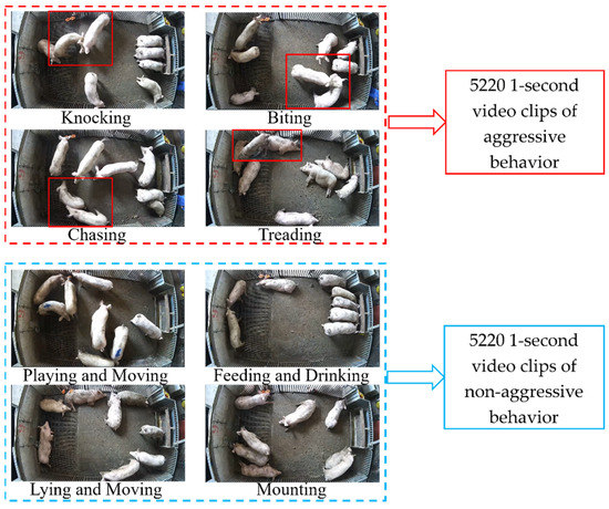 Efficient Aggressive Behavior Recognition of Pigs Based on Temporal Shift Module