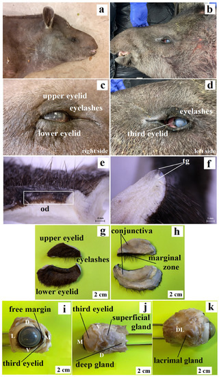 Anatomical, Histological and Histochemical Observations of the Eyelids ...