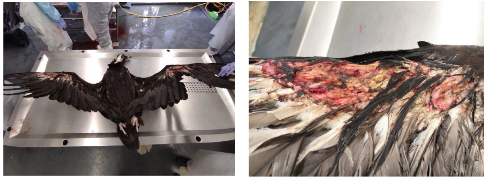 Admission Causes, Morbidity, and Outcomes in Scavenger Birds in the ...