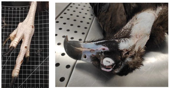 Admission Causes, Morbidity, and Outcomes in Scavenger Birds in the ...