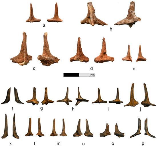 The Exploitation of Toxic Fish from the Terminal Pleistocene in ...