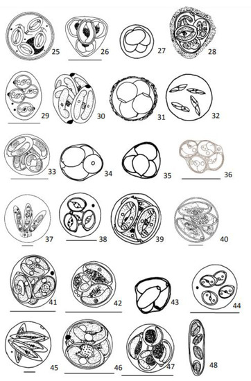 Synopsis of the Species of Coccidians Reported in Marine Fish