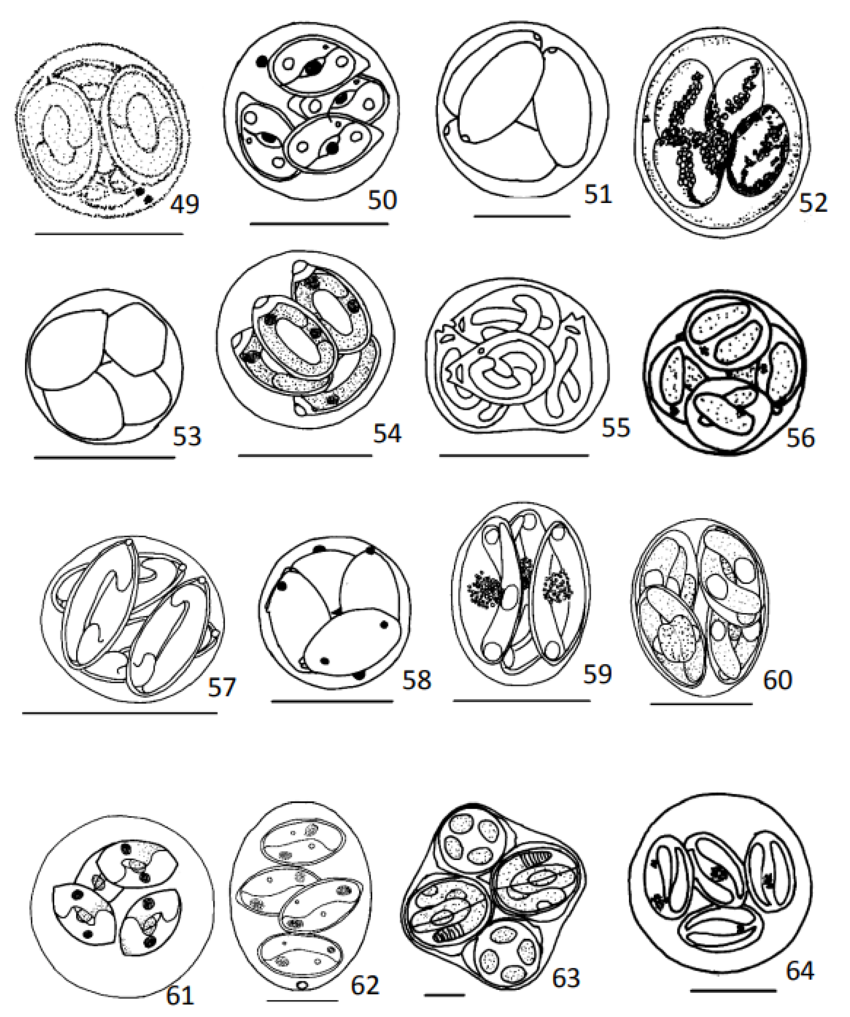 Synopsis of the Species of Coccidians Reported in Marine Fish