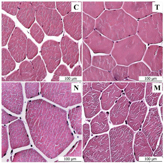 Structural Changes in the Skeletal Muscle of Pigs after Long-Term ...