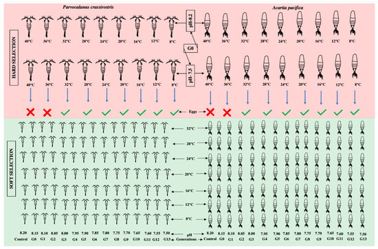 The Reproductive Capacities of the Calanoid Copepods Parvocalanus ...