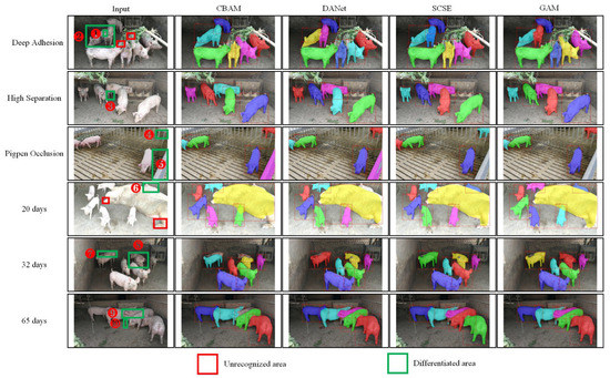 Attention-Guided Instance Segmentation for Group-Raised Pigs