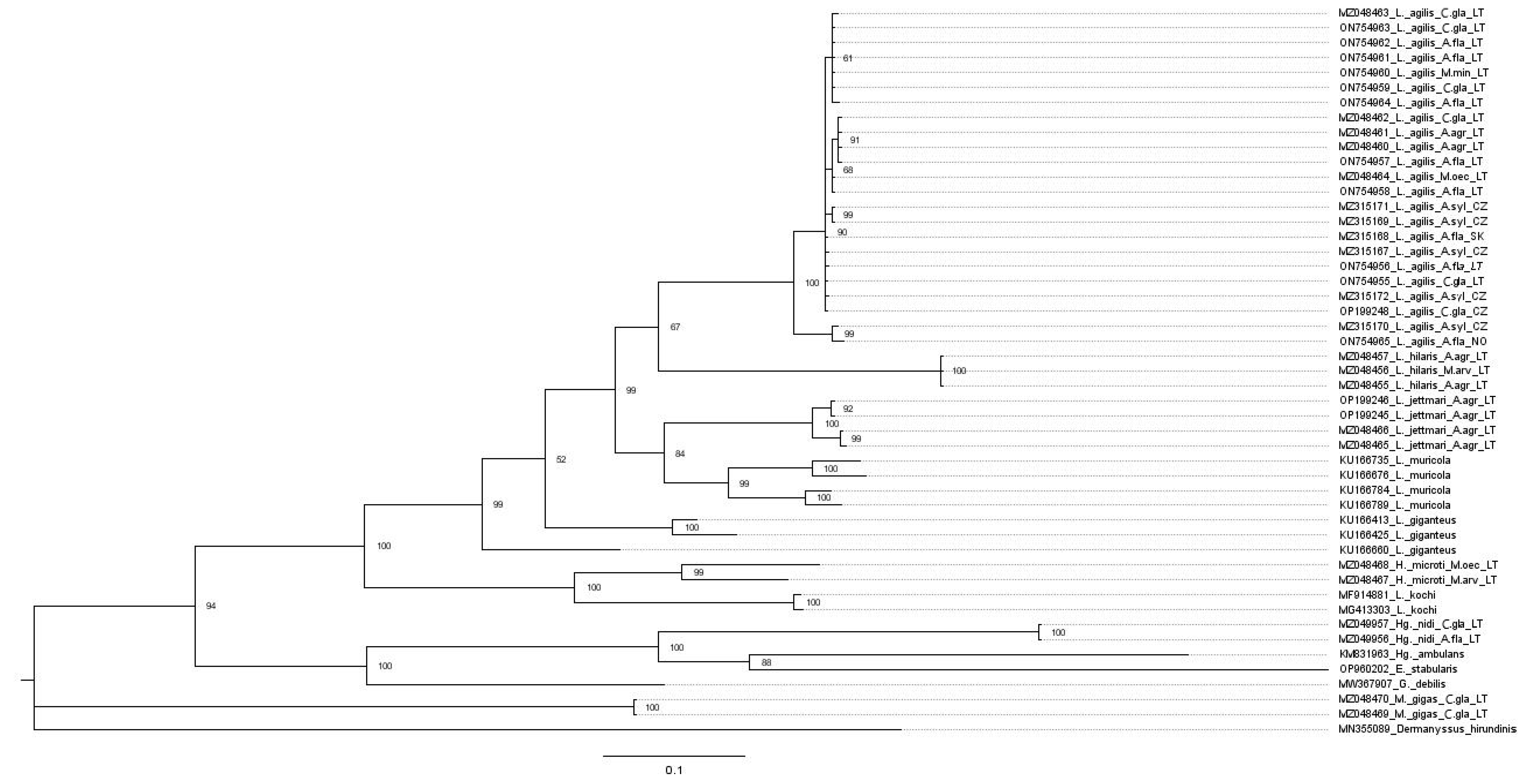 Molecular Identification and Phylogenetic Analysis of Laelapidae Mites ...