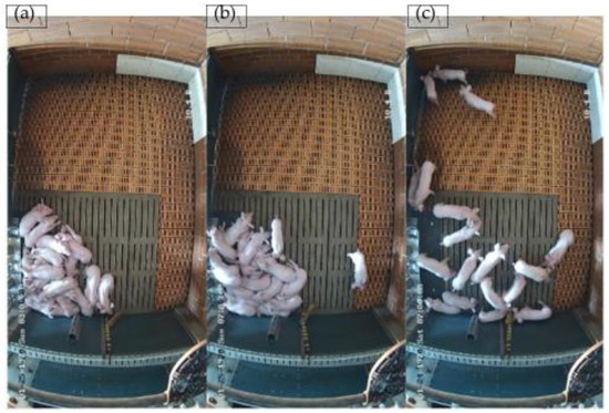 Automatic Detection of Group Recumbency in Pigs via AI-Supported Camera ...